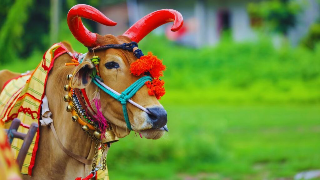 Pola Festival: A Unique Celebration of Bulls in Maharashtra - TwistMunch